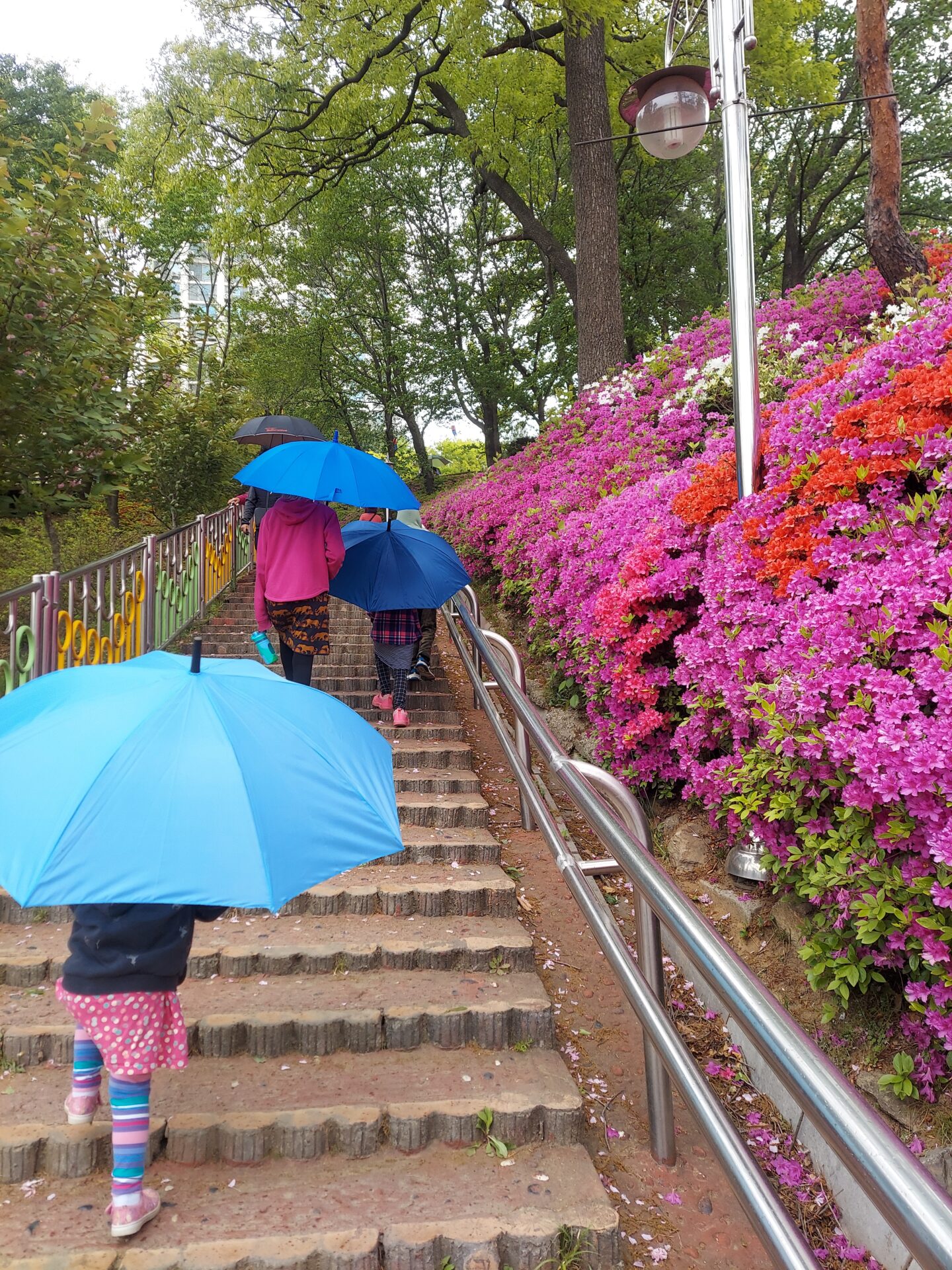 Plants on the Peninsula: Azaleas in Gunpo – The Wandering Whittens
